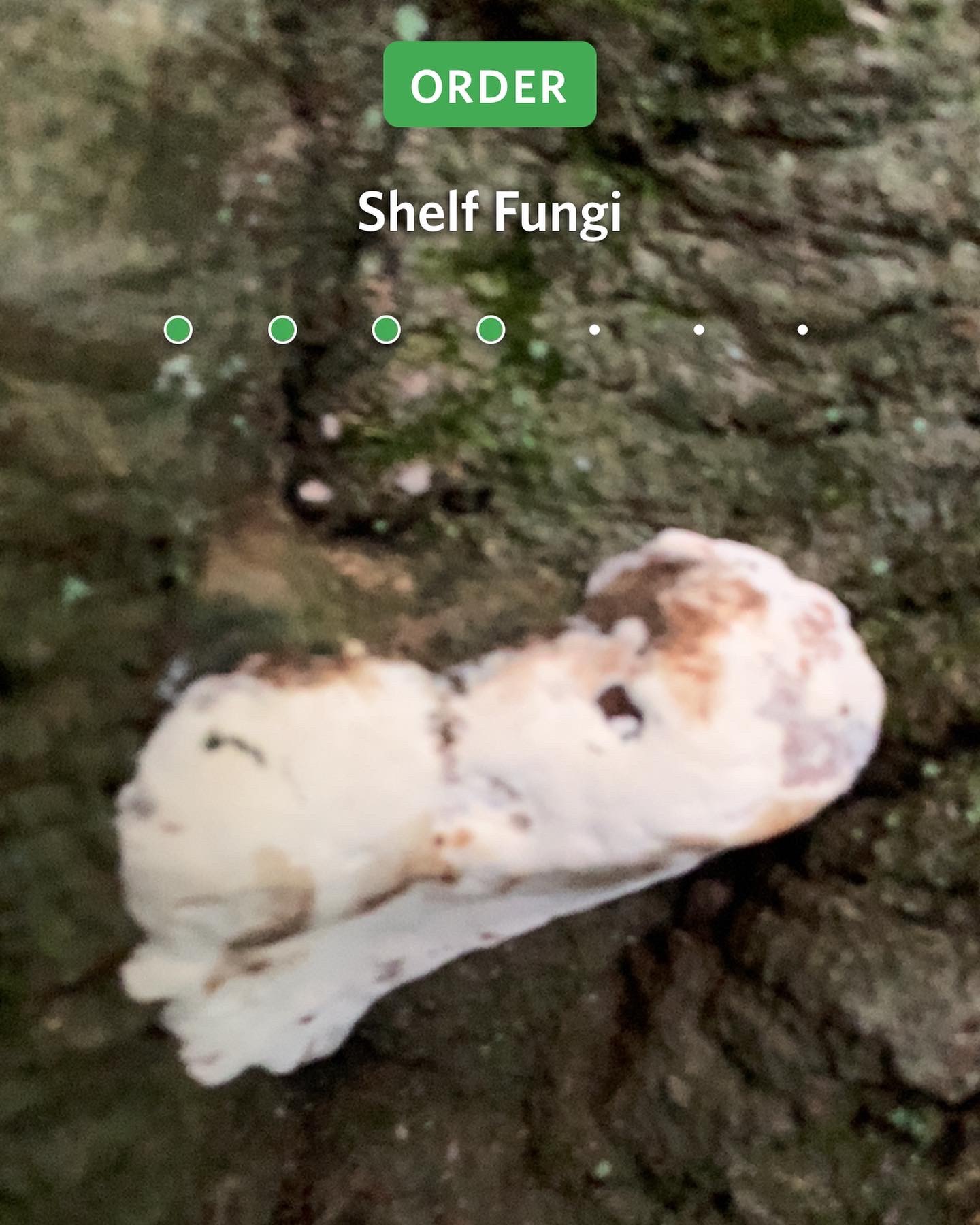 Fungal Inspection – The Path Less Travelled